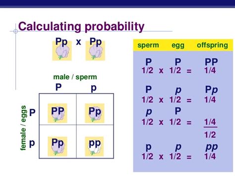 Probability And Genetics