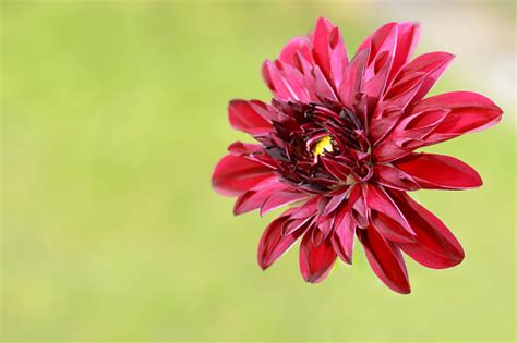 녹색 자연 배경에 빨간 달리아 꽃입니다 녹색 단풍에 꽃이 만발한 달리아 자연 환경에서 활기찬 붉은 꽃 달리아 꽃과 정원 장식입니다 웹 배너 공간을 복사합니다 0명에 대한