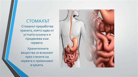 ОСНОВНИ ОРГАНИ В ЧОВЕШКОТО ТЯЛО 3 КЛАС Pptx