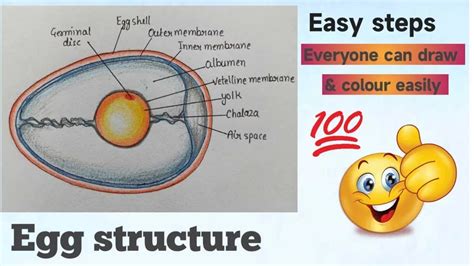 Diagram Of Egg Parts And Their Functions