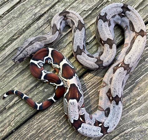 Suriname Futowc To Tudehope True Red Tailed Boa Constrictor By Ace Boas Morphmarket