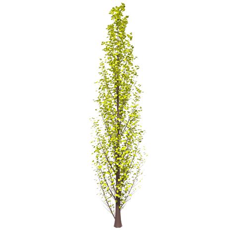 Tree Isolated On Transparent PNG