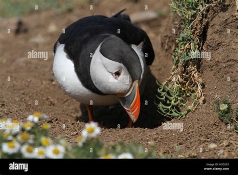 Puffin Fratercula Arctica On Skomer Island During Breeding Season