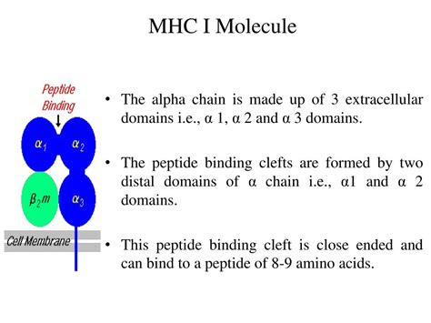 Ppt Major Histocompatibility Complex Aka Mhc Powerpoi Vrogue Co