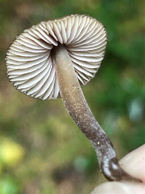 Entoloma S L