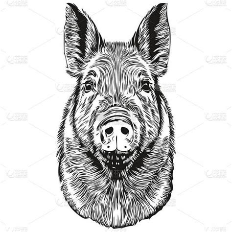 猪仔草图背景透明手绘图解