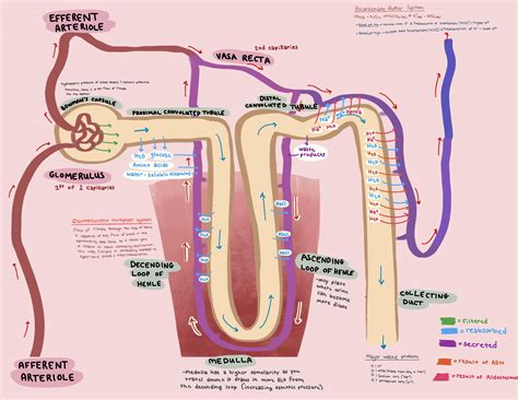 Renal Physiology