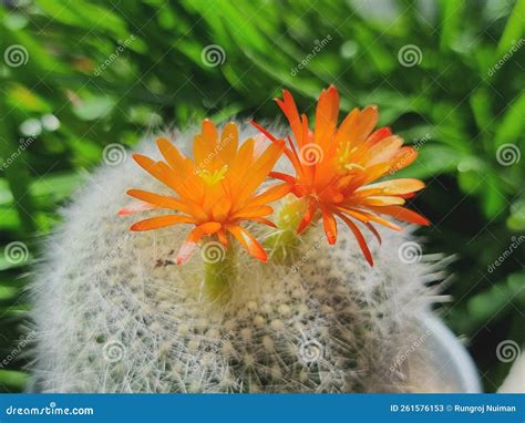 A Spiky Cactus With Two Orange Flowers Blur Background And Selected
