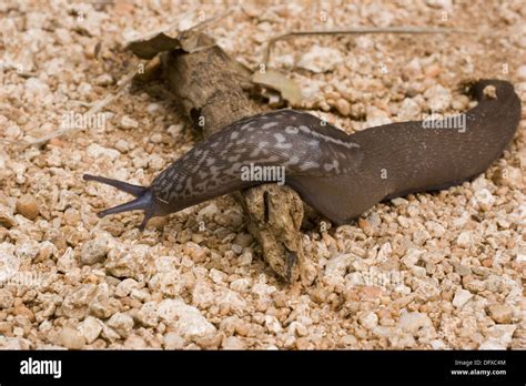 With Shell And Without Shell Hi Res Stock Photography And Images Alamy