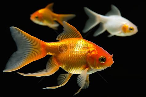 鱼缸中的金鱼高清图片下载 正版图片600366804 摄图网