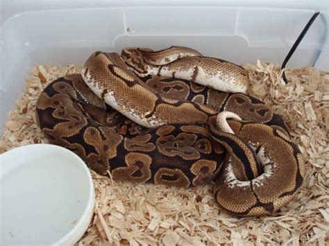 Spider Ball Python Mating With Normal Ball Python Female Northern Herp