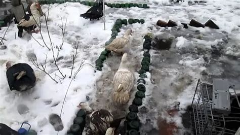 Мускусная утка индоутка разведение содержание уход Как выбрать селезня и уточек на племя