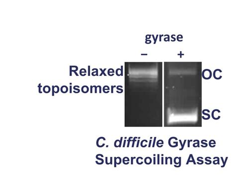 C Difficile Gyrase Supercoiling Assay Kits Inspiralis Limited