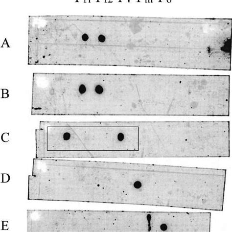 Species Determination By A Sequence Specific Oligonucleotide Probe Download Scientific Diagram