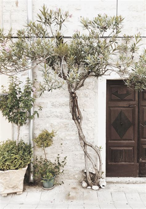 Постеры и картины ”Дерево ” купить в Санкт Петербурге по цене 260 ₽ 2350 ₽ плакат ”Дерево