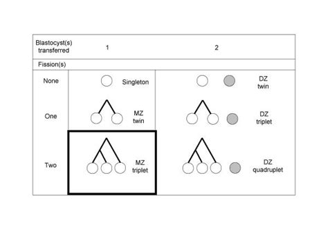Deroms Developmental Hypothesis 1987 Of Multiple Births As A