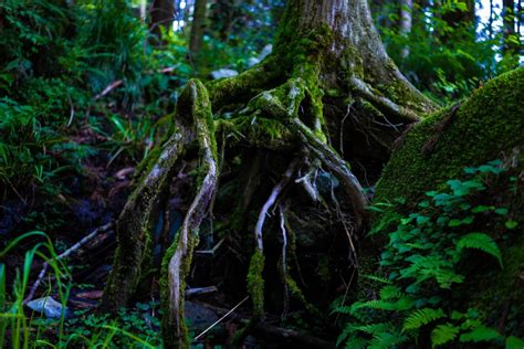 The End Of Othering Rhonda Magee Rengagedbuddhism