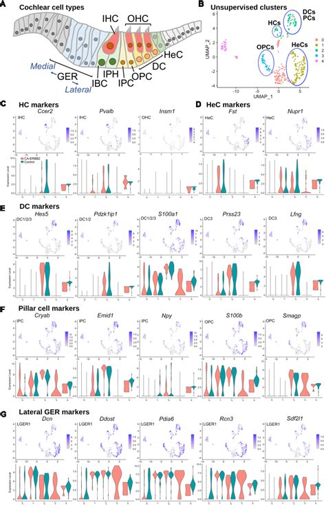 Figure 1 From Single Cell Rna Sequencing Analysis Of Mouse Cochlear Supporting Cell