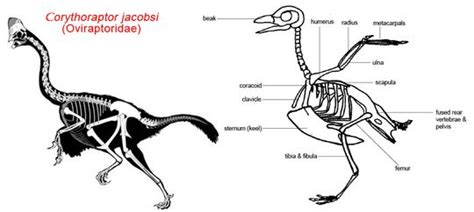 Bird Skeleton Compared To Ground Dwelling Dinosaur Skeleton Dinosaur Skeleton Dinosaur