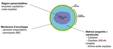 Peroxysome Flashcards Quizlet