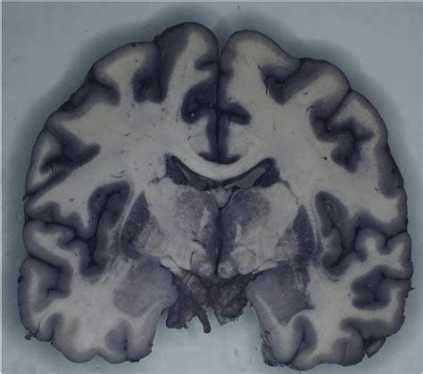Diagram Of Bellringer From Lab 3 Part 2 Quizlet