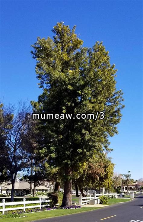 ขายต้นซิลเวอร์โอ๊ค ไม้จัดสวนสวย ปลูกภายในบ้านได้ดี Mumeaw