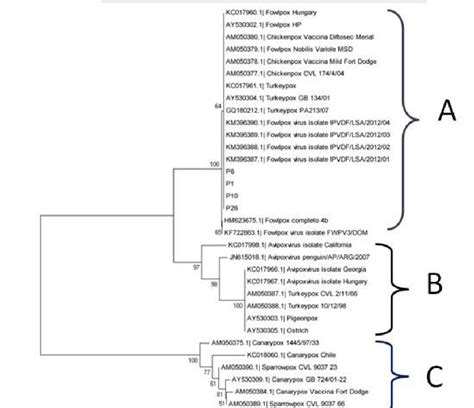 Phylogenetic Tree Generated From The Concatenated Sequence Grouped And