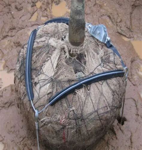 Deadman Tree Anchor Sleeper Anchoring Kit Dmk5w Trees 25m 45m Tall And 12 25cm Girth Deadman Tree Anchor Sleeper Anchoring Kit Dmk5w Trees 25m 45m Tall And 12 25cm Girth