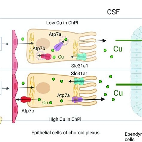 Cartoon Depicting Current Understanding Of The Copper Cu Transport In