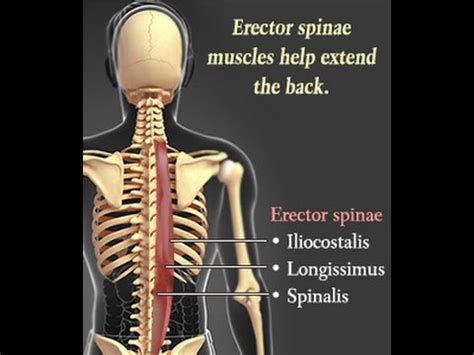 Function And Anatomy Of Erector Spinae Muscles With A Erector Spinae