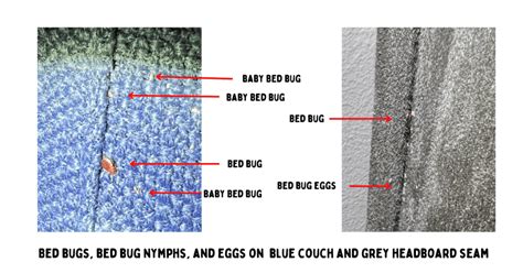 Realistically How Long Does It Take To Get Rid Of Bed Bugs
