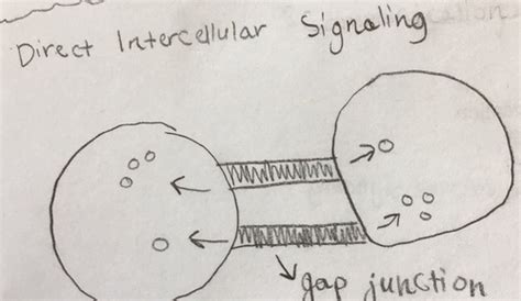 Cell Communication Flashcards Quizlet