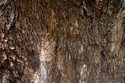 Texture Of A Large Tree Bark In A Natural Garden Stock Photo Image Of Birch Detail
