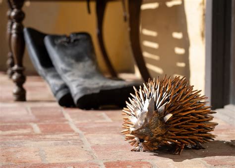 Eltham Mudbrick Tour Glenn Eaton