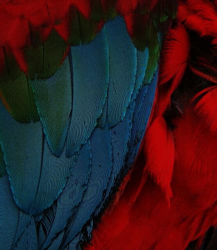 Introducing Aspiring Rescue Owner Sarah Stull