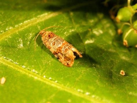 Нападенията по лозите в началото на пролетта Български Фермер