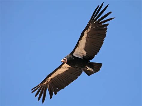 Condor Meaning
