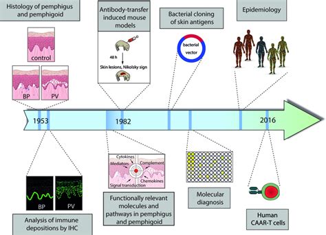Schematic Diagram Of The Milestones In Personalized Medicine In Download Scientific Diagram