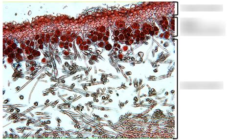 Lichen Structure Diagram Quizlet