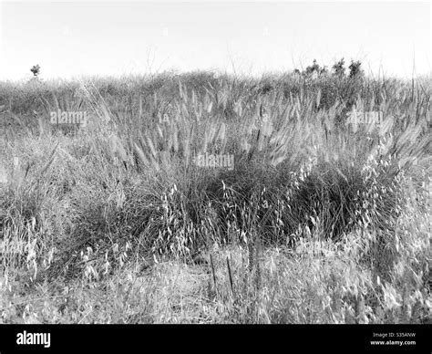 Grass Black And White