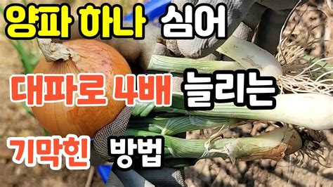 양파심어 대파로 4배 늘리는 기막힌방법공유 양파를대파로재배 양파대파 Youtube