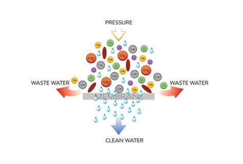 Active Vs Passive Transport For Molecules Movement In Cell Membrane