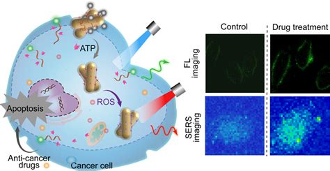 Quantifying The Inputs Of Atp And Nadph And Output Of Pi