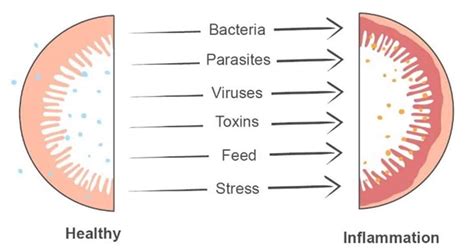 Vitam International Enteritis