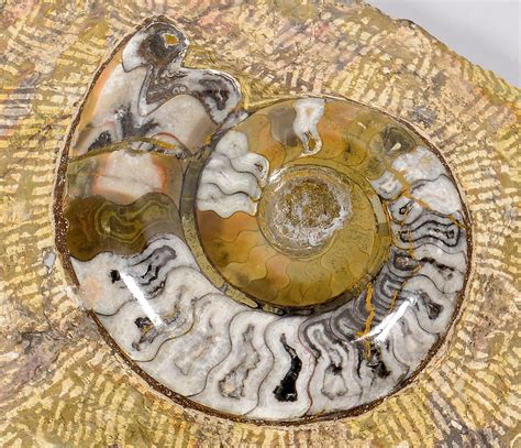 Lot 862 Fossil Slab With Nautilus And Shells Case Auctions