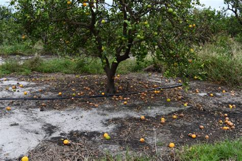 Forecast For Florida Citrus Production Plummets Citrus Industry Magazine