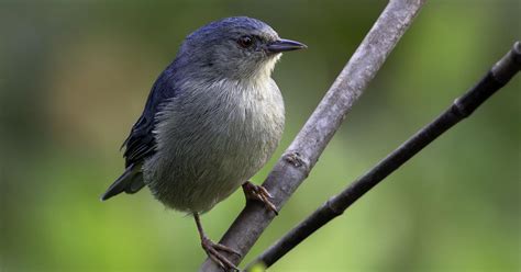 Figuinha Do Mangue Biofaces Bring Nature Closer