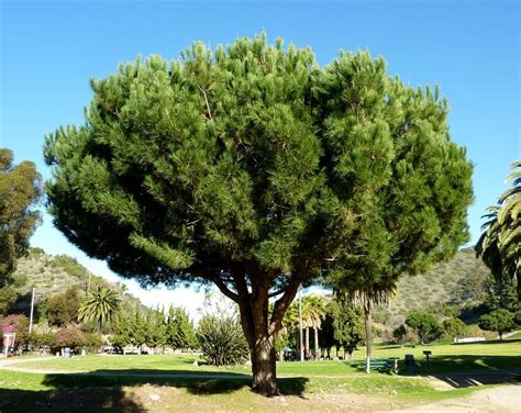 Características De Los Pinos Piñoneros Y Cómo Sembrar Piñones