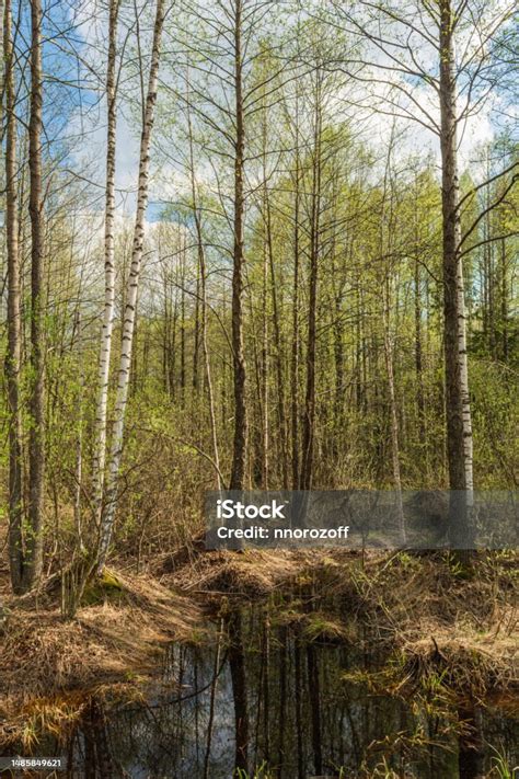 자작 나무와 아스펜 숲의 봄 늪에는 마른 풀과 물에 융기가 있습니다 이른 봄에 침수 된 숲 늪에 범프와 이끼 화창한 날에 야생 숲의 풍경 건조한에 대한 스톡 사진 및 기타
