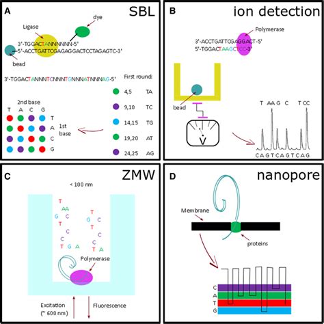 Overview Of Several Dna Sequencing Techniques With The Principle Of A Download Scientific